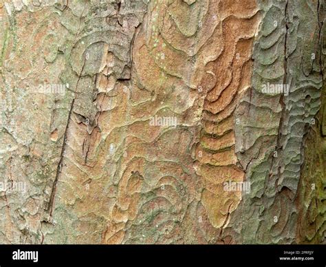 Attractive Bark Pattern And Colours On A Tree Trunk For Background And Texture Stock Photo Alamy