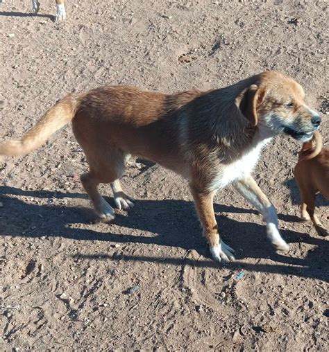 Dog for adoption - All breeds, all ages - find your match, an Australian Shepherd & Labrador ...