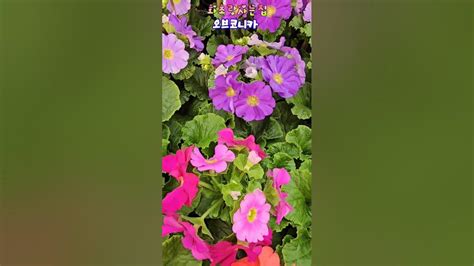 희순야생화 비덴스 오브코니카 Youtube