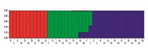 bayesian clustering results based on genotypic data of four yr genes