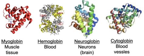 Lecture 13 Hemoglobin And Myoglobin Flashcards Quizlet