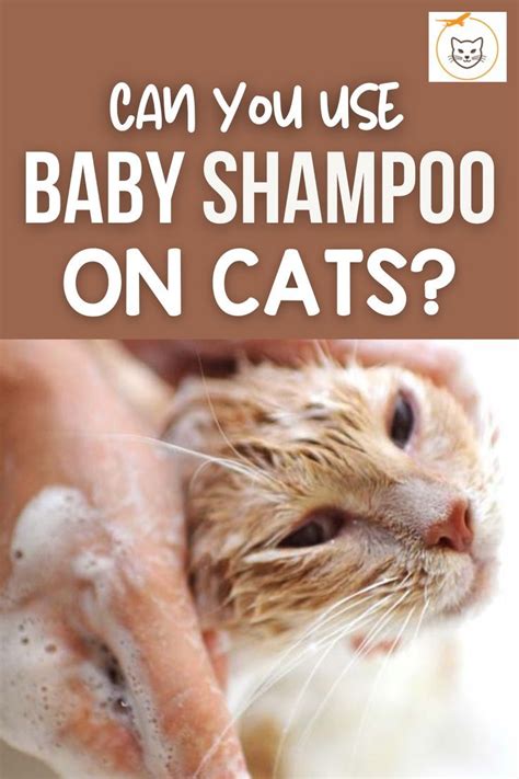 What Kind Of Shampoo To Use On Cats at Madison Kieffer blog
