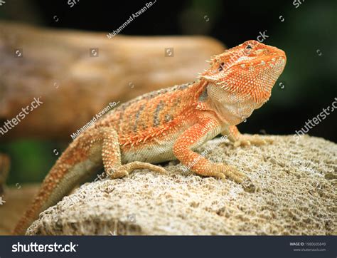 512 Dragon Sex Images Stock Photos Vectors Shutterstock