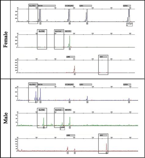 Characterization Of X And Y Linked Markers Results Of Microsatellite Download Scientific