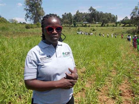 How Climate Smart Forage Grasses Turned Around Milk Yields For Smallholder Farmers In Western