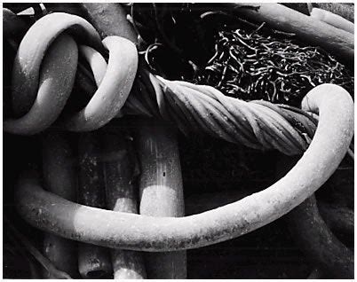 Edward Weston Shell 1s At 1stdibs Shell Edward Weston Edward