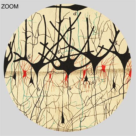 Printable Nerve Cells Drawing By Camillo Golgi And Santiago Ramon Y Cajal