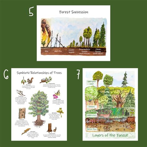 Forest School Prints Bundle 13 Printable Classroom Posters For Nature