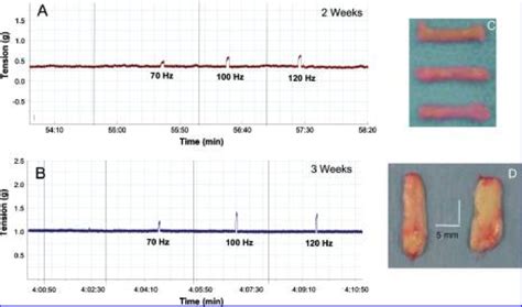 Functional Characterization Of Retrieved Bioengineered Constructs Download Scientific Diagram