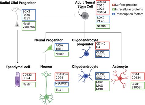 Phenotypic Identifiers Of Cells In The Neural Lineage A Diagram Of