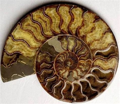 Recrystallization Fossil