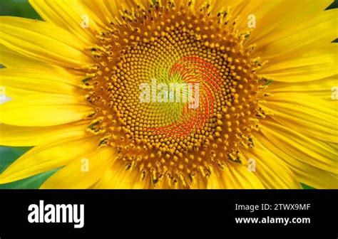 Fibonacci Spiral Sunflower Stock Videos And Footage Hd And 4k Video