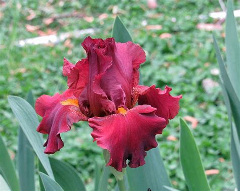 Tall Bearded Iris Iris Lest We Forget In The Irises Database