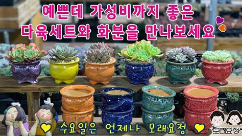 231108 어여쁜 다육이 세트와 가성비 화분모래요정 다육식물 多肉植物 たにくしょくぶつ Korean