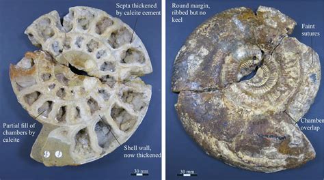 Ammonoid Sutures Archives Geological Digressions
