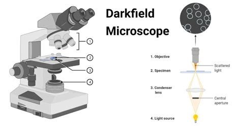 5 Types Of Microscopes With Definitions Principle Uses Labeled Diagrams