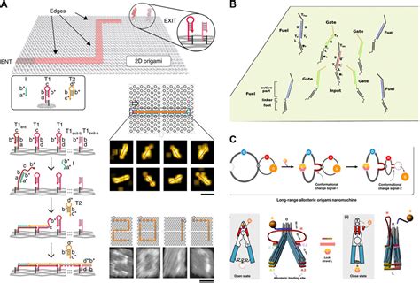 Frontiers Dna Strand Displacement Based Computational Systems And Their Applications