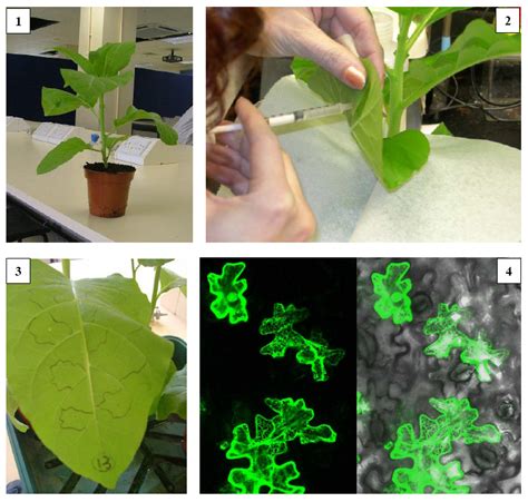 烟草体系bifc —bio 101