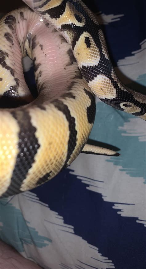 My Ball Python Belly Is Turning Pinkish Rballpython