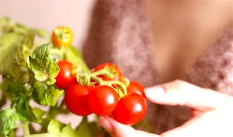 Як на підвіконні виростити помідори чері Читайте на Ukr Net