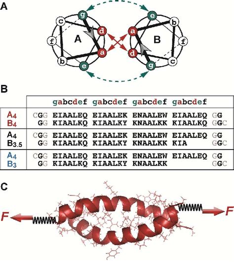 Experimental Setup A Structure Of A Heterodimeric Coiled Coil In The