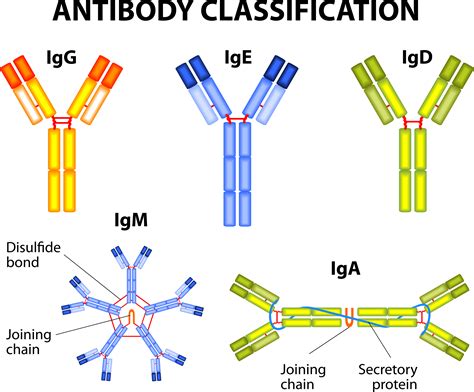 What Is Gamma Globulin Function Interpretation