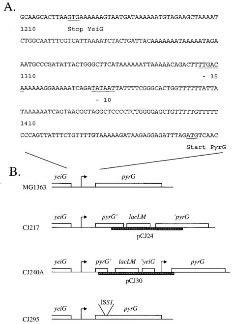 a nucleotide sequence of the noncoding region in front of pyrg the