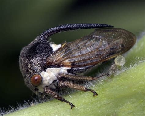 The Beautiful And Bizarre Treehopper Smithsonian Institution