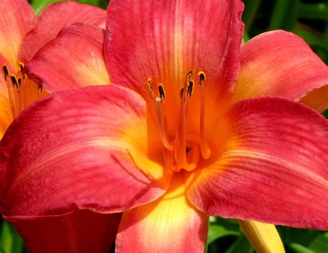 Tulsa Gentleman Ruby Tuesday Red Daylily