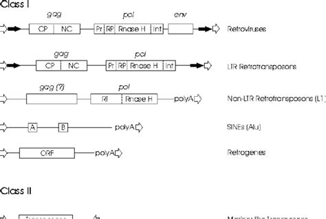 The Structure Of Different Human Transposable Elements Download Scientific Diagram