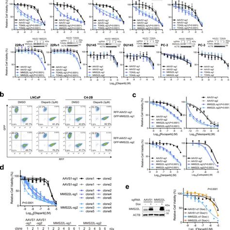 Loss Of Chek2 Tp53 Enhances Hrr Function Through E2f7 Controlled Brca2 Download Scientific