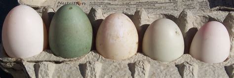 Duck Egg Color Genetics Etc Ducks And Geese Forum At Permies