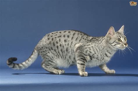 Egyptian Mau Cat Hd Wallpapers 18757 Baltana