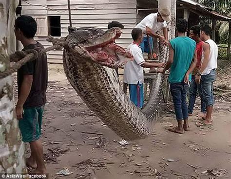 Indonesian Man Wins Fight Against 23ft Long Python See Photos Face Of Malawi