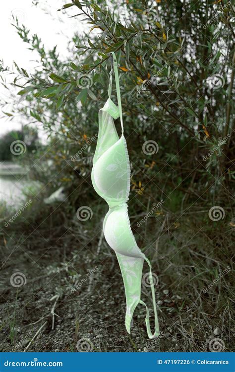 Bra In The Tree Stock Photo Image Of Cloth Wood White 47197226