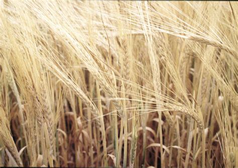 How High Can Barley Yields Go Manitoba Co Operator