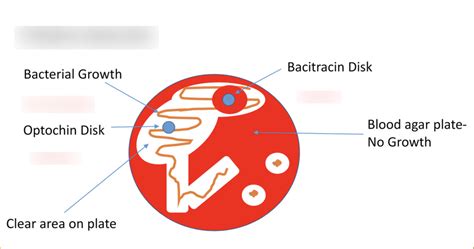 Lab 12 Diagram Quizlet