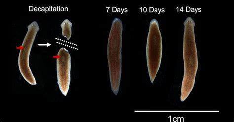 Memory Without A Brain Sliced Off Flatworm Heads Retain Memories Say Biologists Illuzone