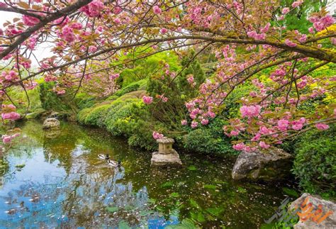 باغ ژاپنی بن آلمان معرفی تاریخچه تصاویر سفری دیگر