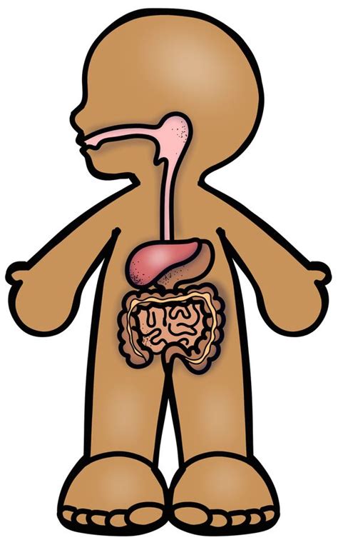 Sistemas Del Cuerpo Humano Sistemas