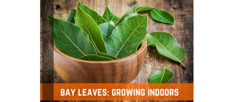 Growing Bay Leaf