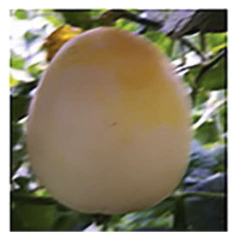 Sample Of Image Augmentation In Outdoor And Indoor Datasets A