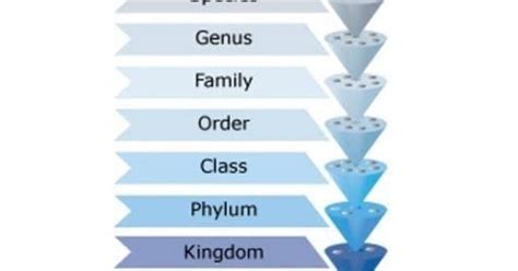 Artificial Natural And Phylogenetic System Of Classification Your Learning Point