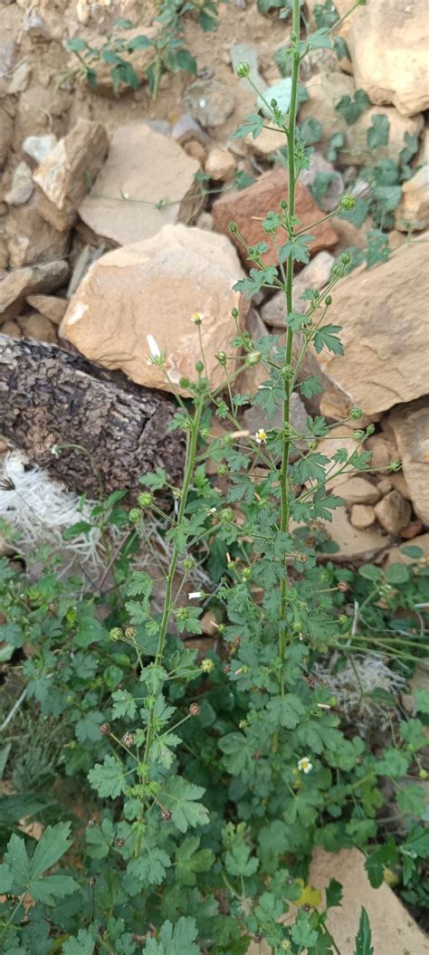Hibiscus Eflora Of India