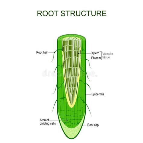 Root Tip Diagram Labeled