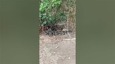 দেশী মুরগ মুরগী Agriculture Youtube