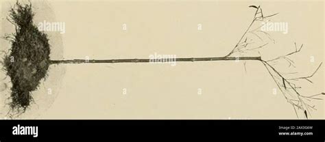 japanese bamboos and their introduction into america l ens g5s ° cd