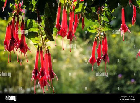 Red Hanging Flowers Beautiful Hanging Plant For Summer Garden Fuchsias