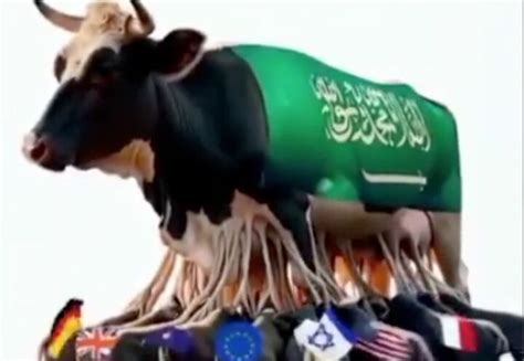 گاو شیرده سعودی؛ کلیپی که این روزها در میان کاربران عرب در شبکه های