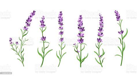 벡터 일러스트 레이 션 라벤더 꽃 요소 집합입니다 장식 인사말 카드 엽서 디자인 요소에 라벤더 분기의 식물 삽화 플랫 만화 디자인입니다 0명에 대한 스톡 벡터 아트 및 기타